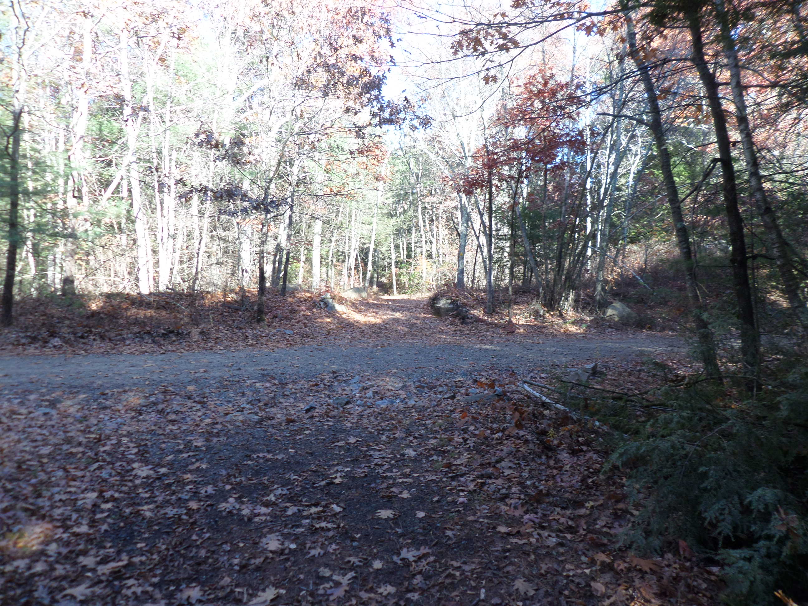 Discovering the Cedar Swamp | Marjorie Turner Hollman