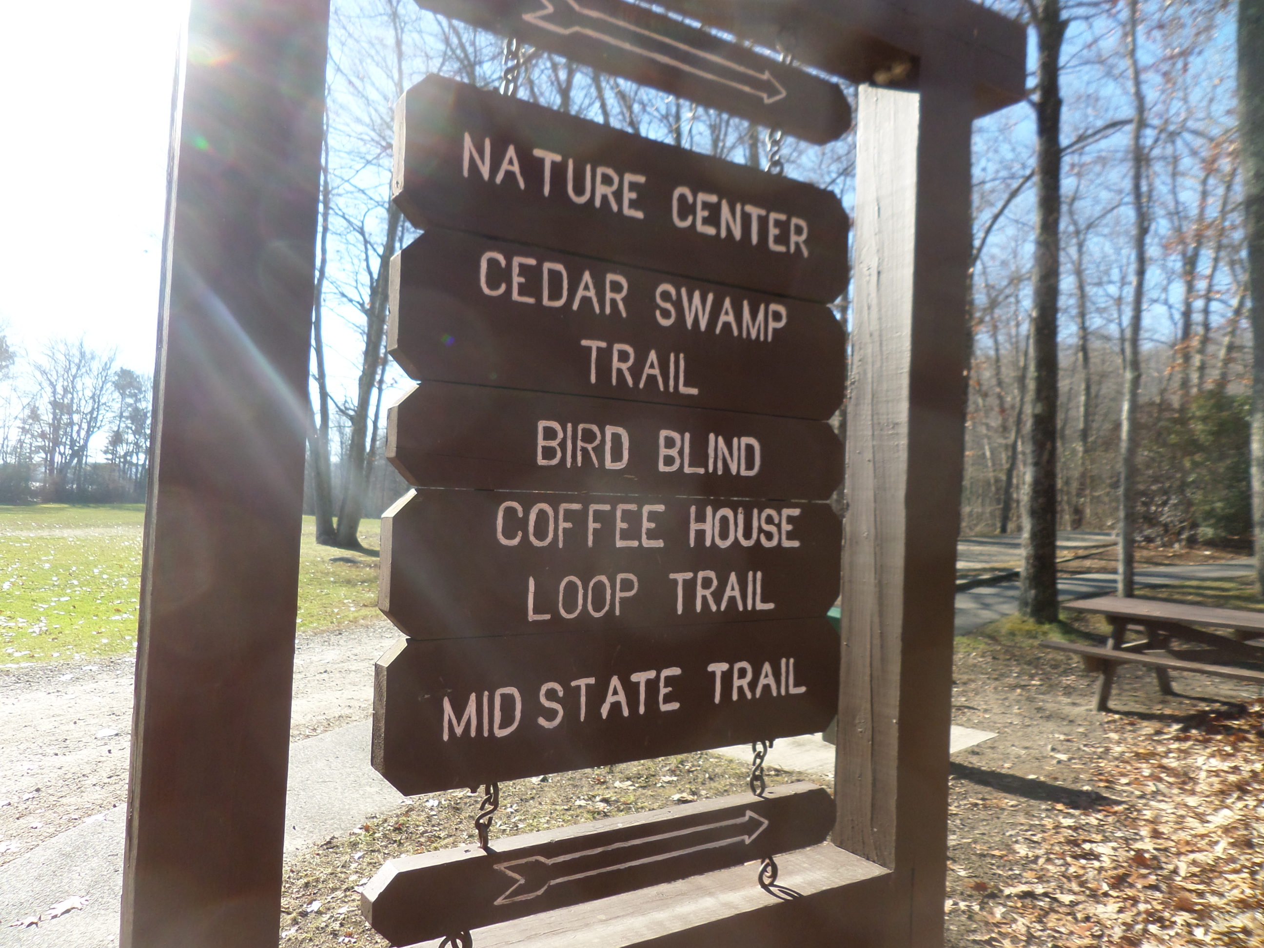 Discovering the Cedar Swamp | Marjorie Turner Hollman