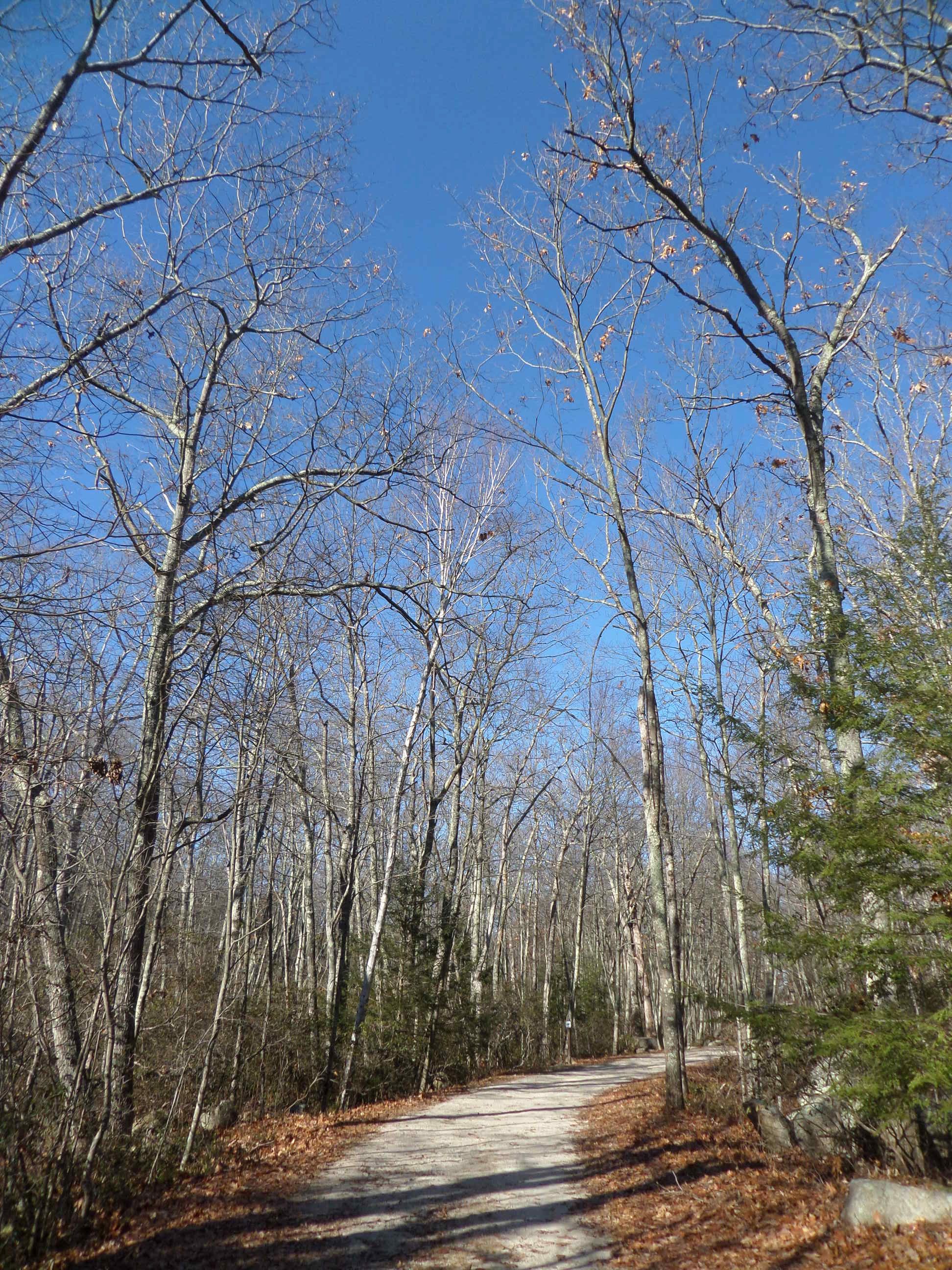 Discovering the Cedar Swamp | Marjorie Turner Hollman