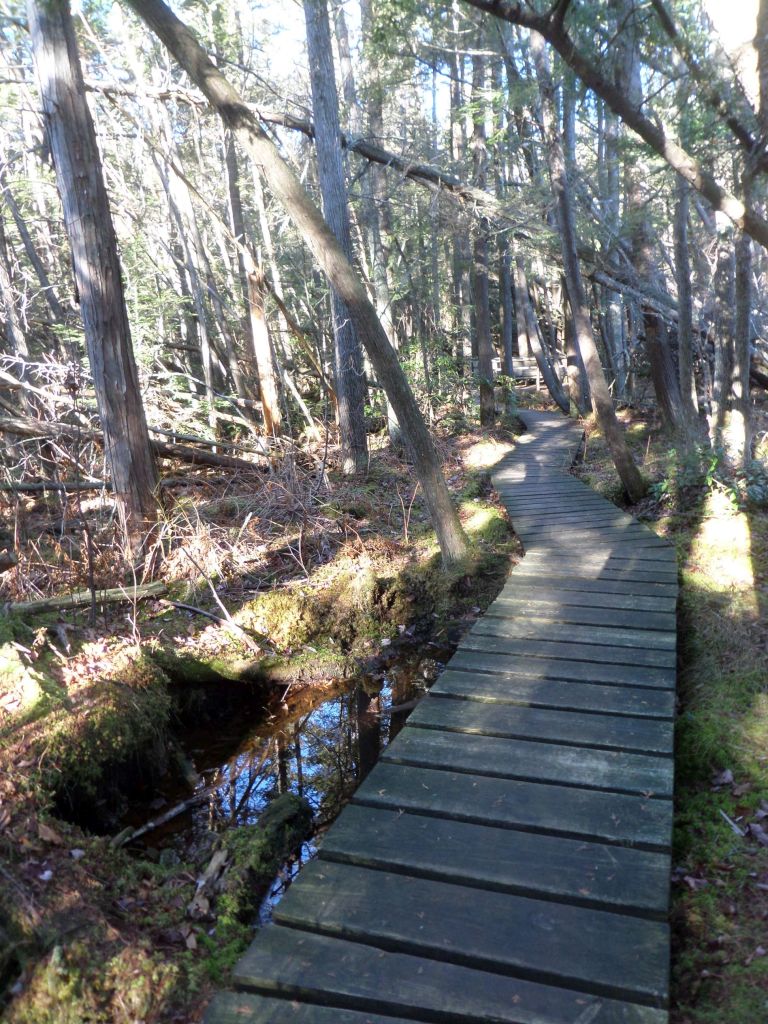 Discovering the Cedar Swamp | Marjorie Turner Hollman