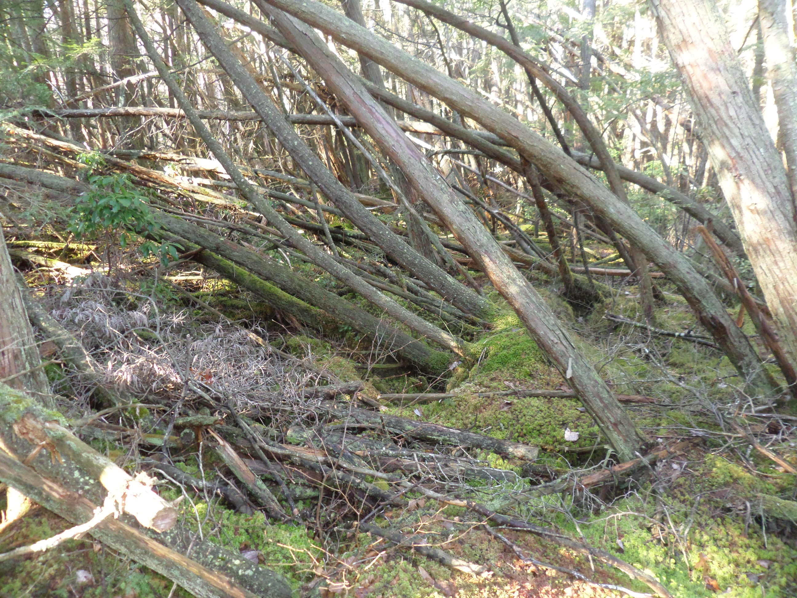 Discovering the Cedar Swamp | Marjorie Turner Hollman