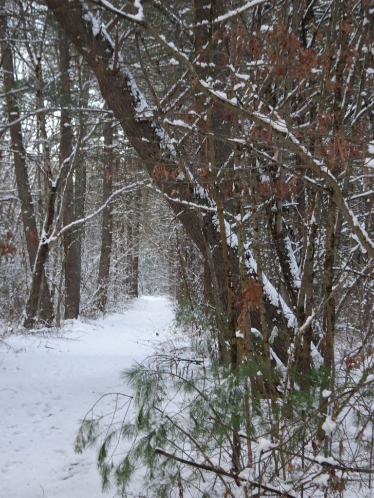 Walking Through History-the Trolley Line to Silver Lake, Bellingham ...
