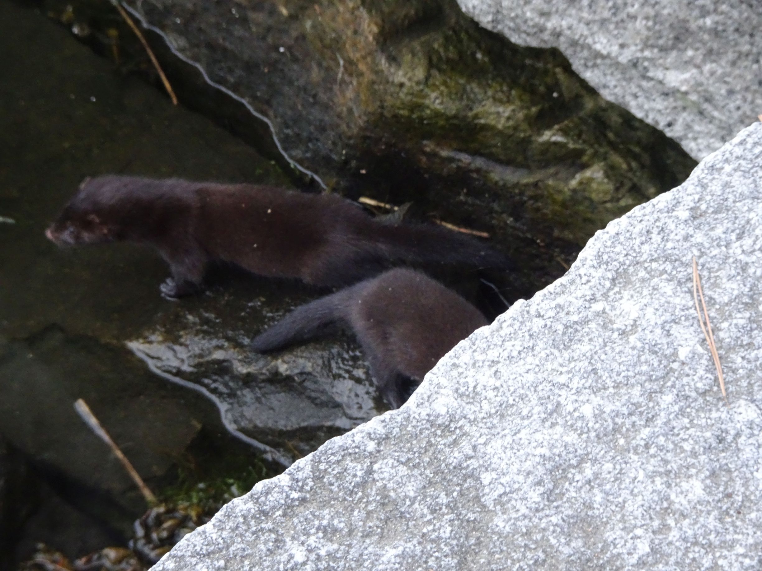 What’s really there? Tracking down Quonset Bike Path/Calf Pasture Bike ...