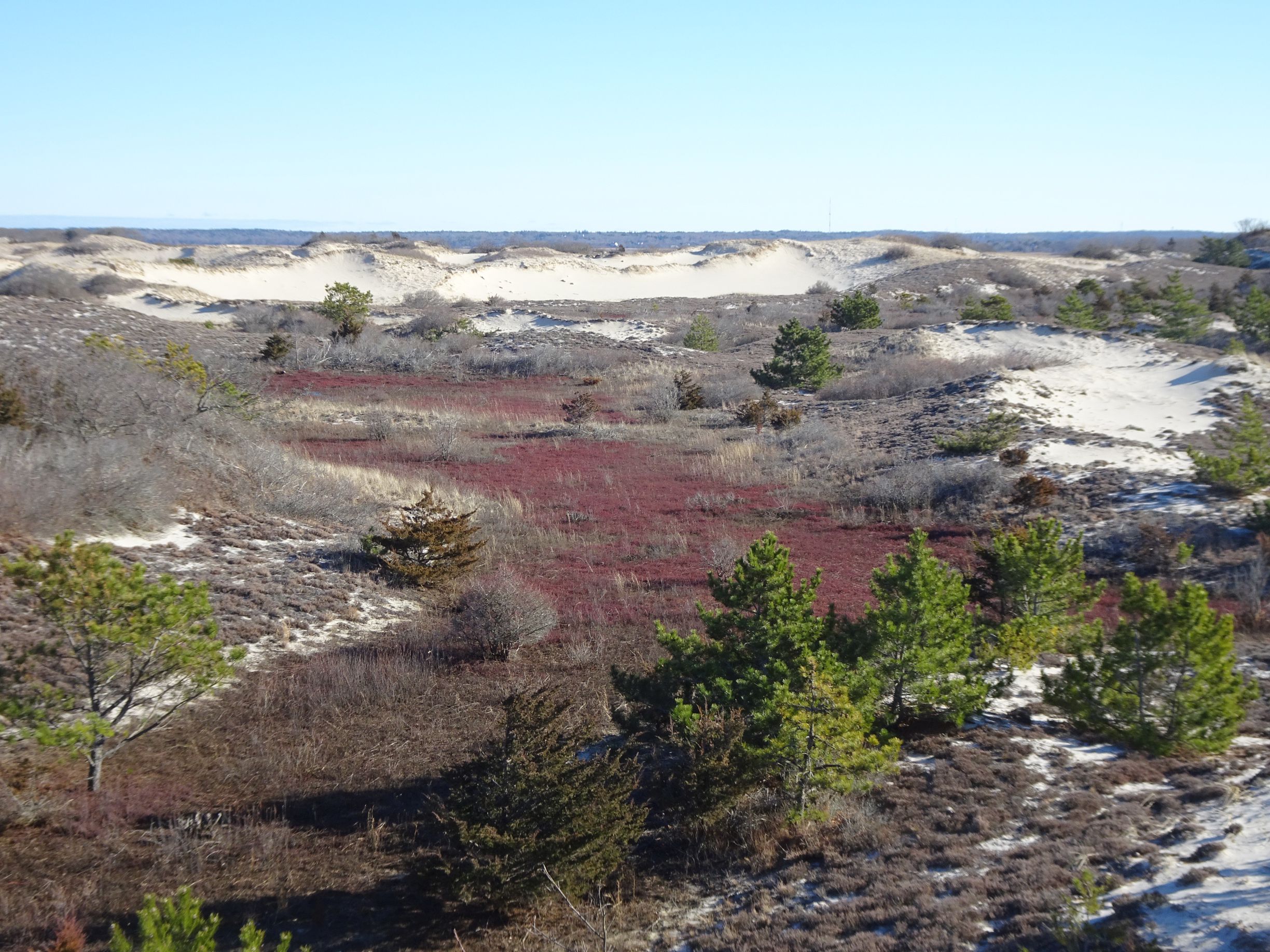 Sea, sand dunes, and marshes at Sandy Neck Beach, Barnstable | Marjorie ...