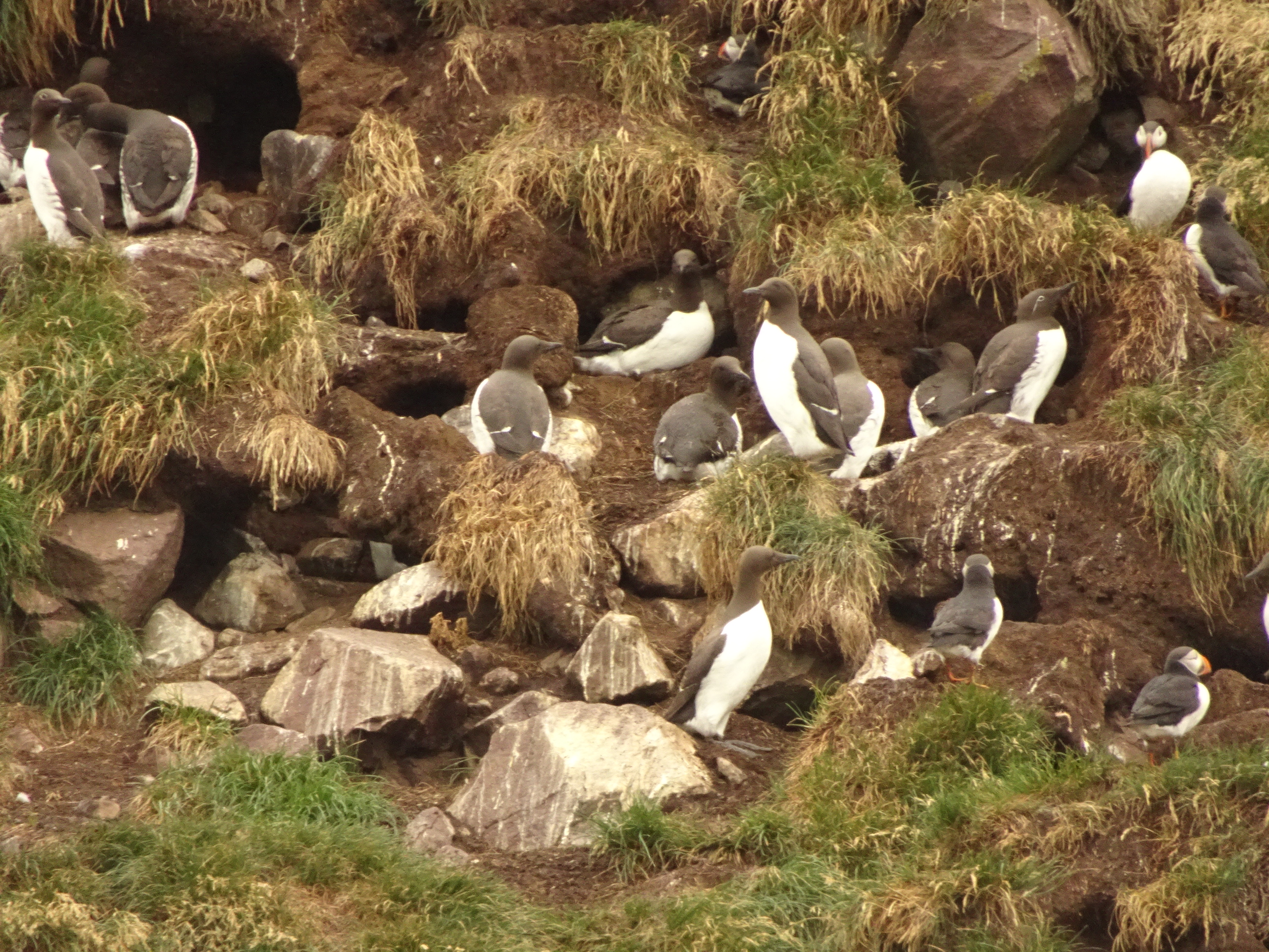 Easy Walks goes to Newfoundland–Puffins!! | Marjorie Turner Hollman
