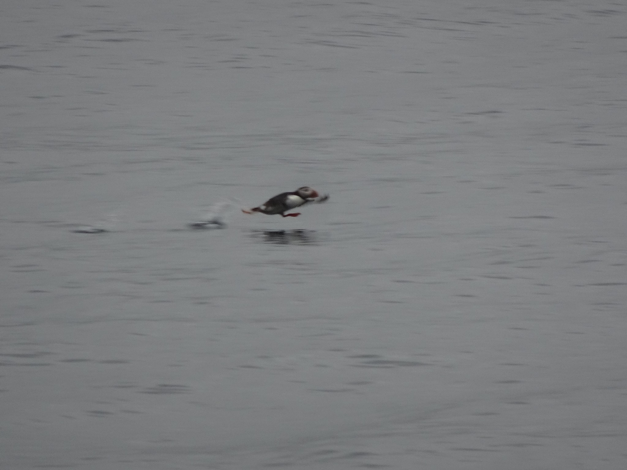 Easy Walks goes to Newfoundland–Puffins!! | Marjorie Turner Hollman