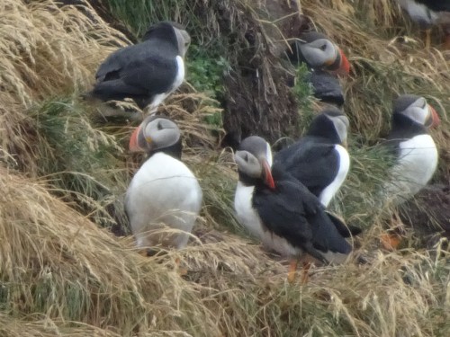 Easy Walks goes to Newfoundland–Puffins!! | Marjorie Turner Hollman