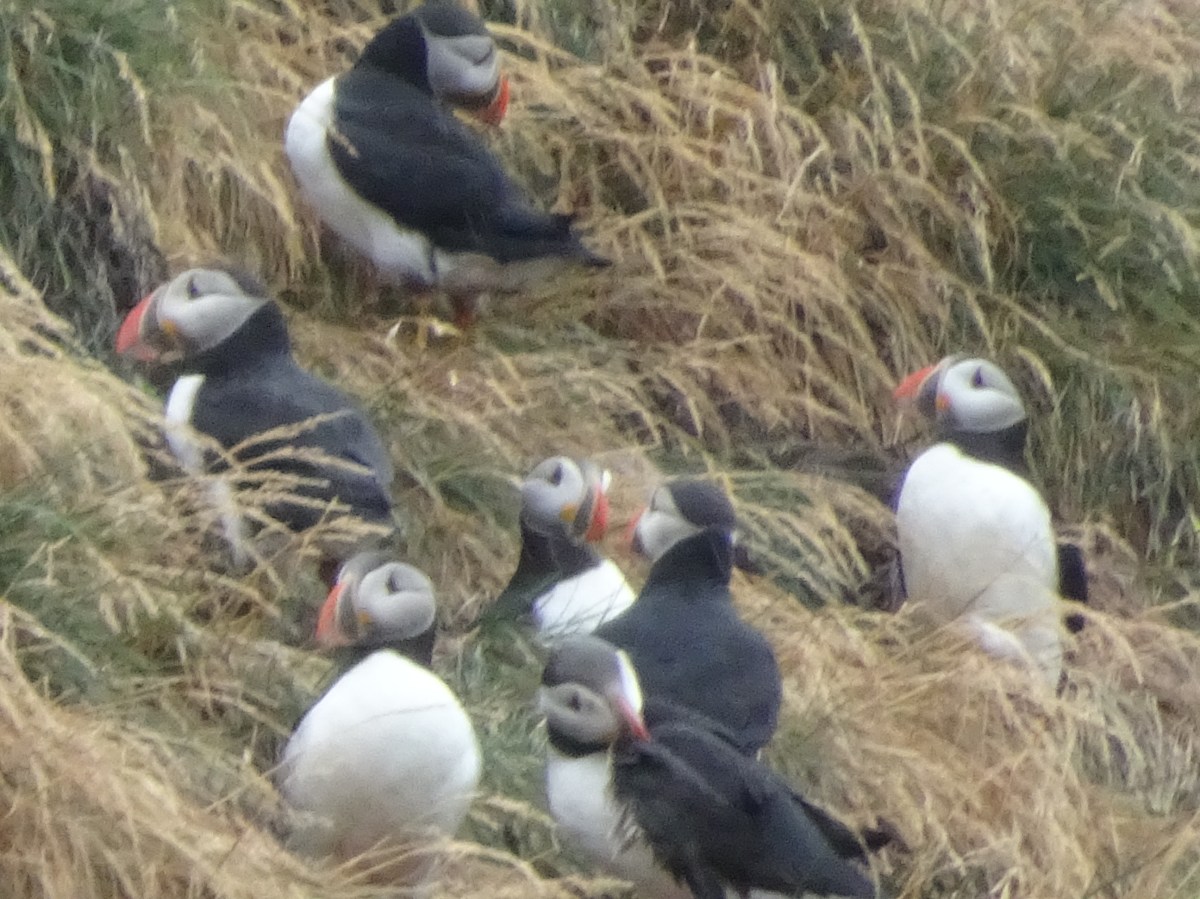Easy Walks goes to Newfoundland–Puffins!! | Marjorie Turner Hollman