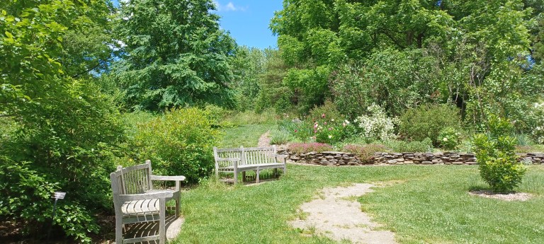 Acton (MA) Arboretum in summer | Marjorie Turner Hollman